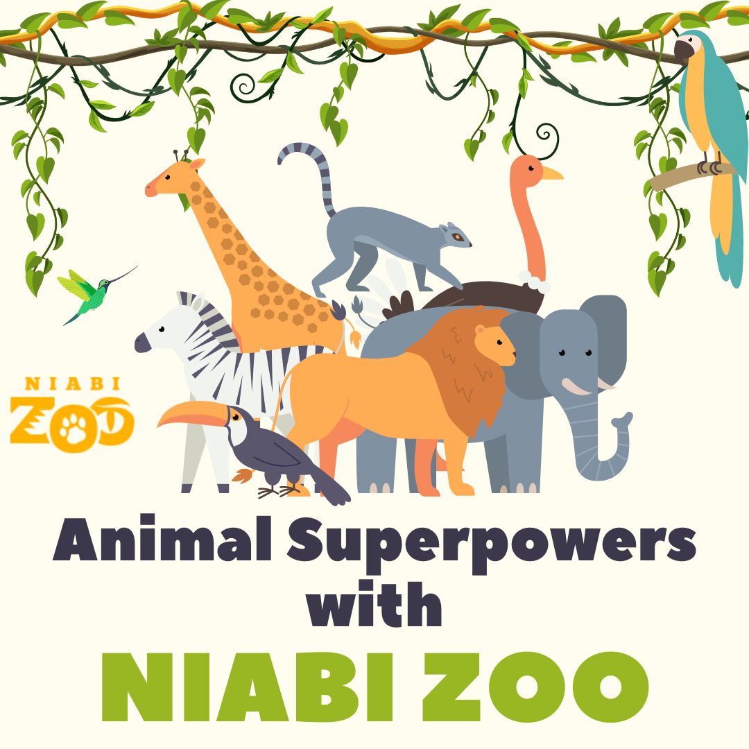 Animal Superpowers with Niabi Zoo | Moline Public Library